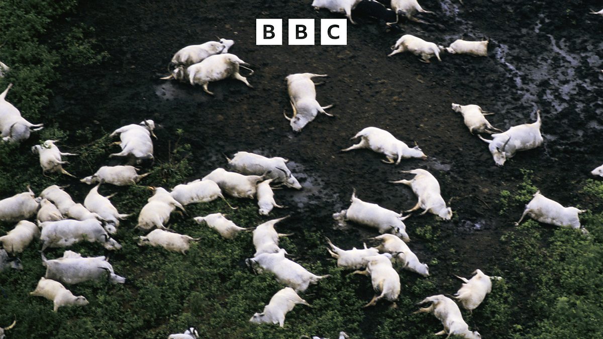 BBC World Service - Witness History, Cameroon’s mysterious lake deaths