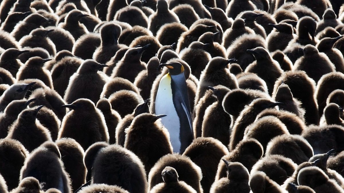 BBC World Service - Newshour, The penguin population that bounced back