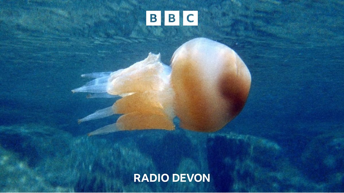 BBC Radio Devon - BBC Radio Devon, Why more jellyfish are being spotted ...