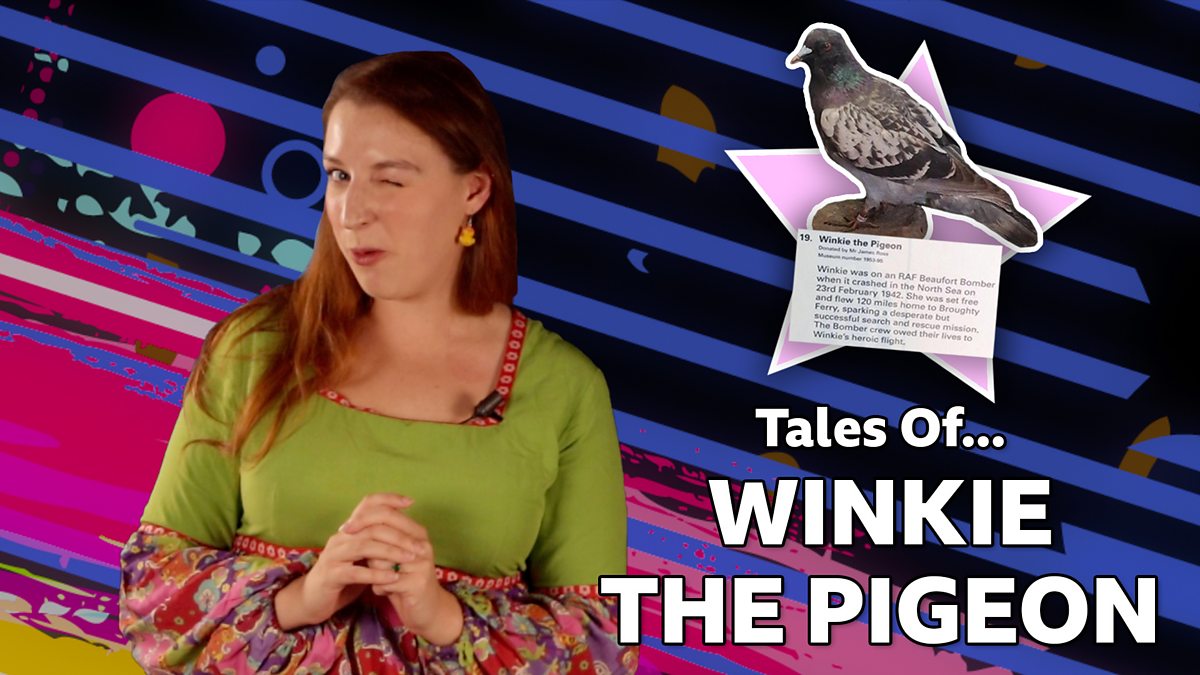 BBC - The Social, Tales of Dundee | Winkie The Pigeon