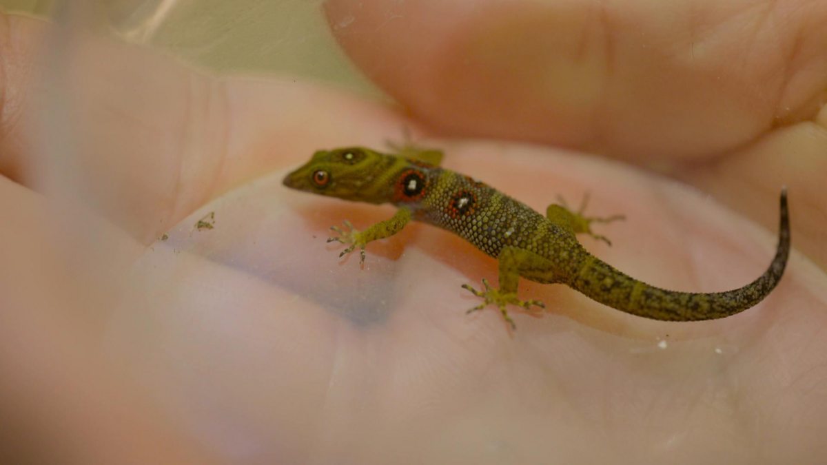 BBC Two - Liz Bonnin's Wild Caribbean, Series 1, The Lesser Antilles ...