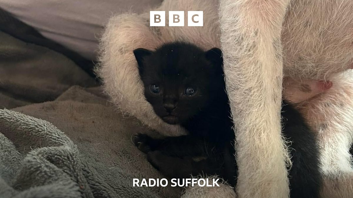 BBC Radio Suffolk - BBC Radio Suffolk, Newmarket: Jack Russell proud ...