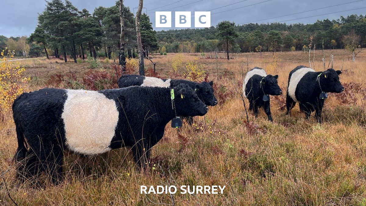 BBC Radio Surrey - BBC Radio Surrey, Chobham Common's Conservation Grazers