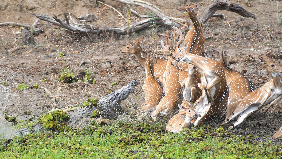 BBC One - Planet Earth III, Series 1, Freshwater, Mugger crocodile ambush