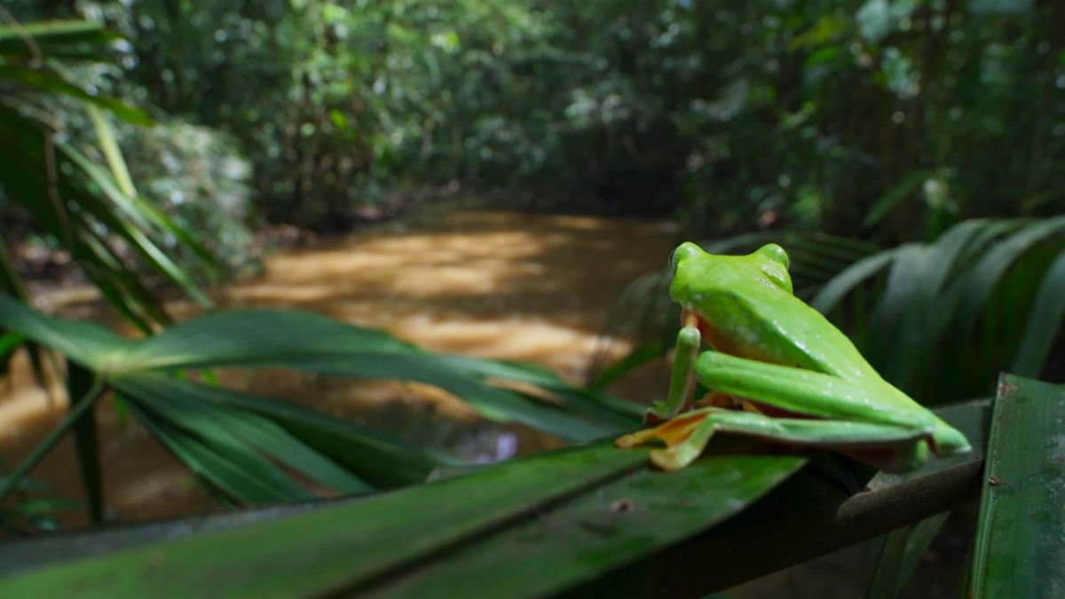 BBC One - Planet Earth III, Series 1, Freshwater, Navigating the chaos ...