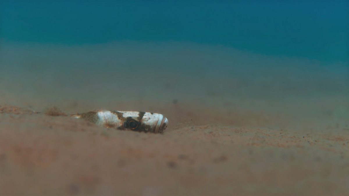 BBC One - Planet Earth III, Series 1, Freshwater, The fish that plays ...