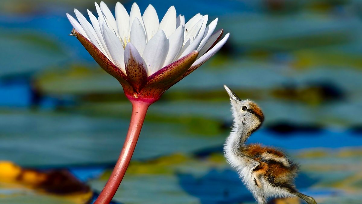 BBC One - Planet Earth III, Series 1, Freshwater