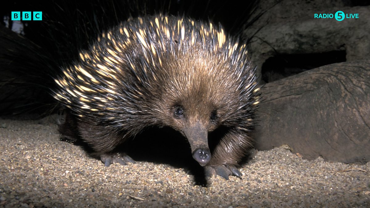 BBC Radio 5 Live - 5 Live In Short, Extinct echidna - “One last ...