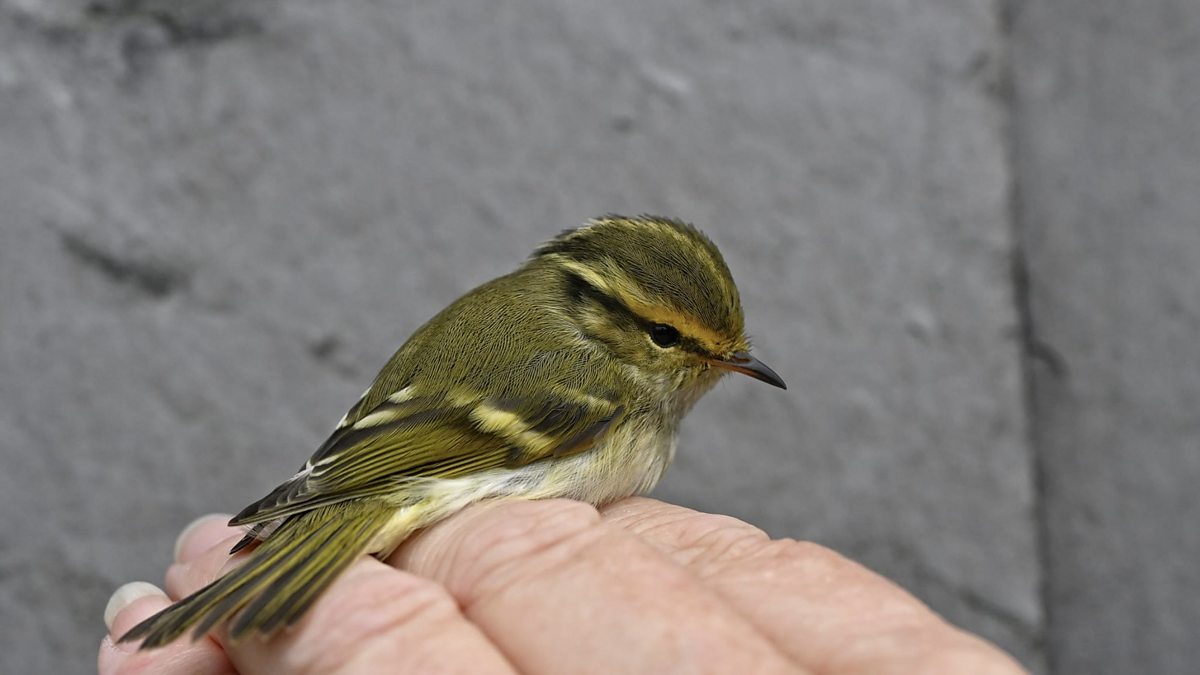 BBC Radio Merseyside - Paul Beesley, 11/11/2023, Naturewatch with ...