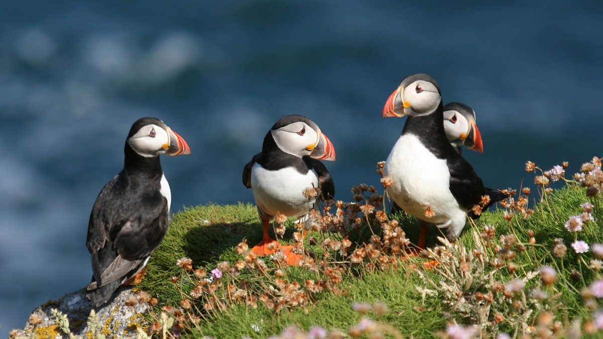 BBC Radio Devon - John Acres, 13/11/2023, There are now more seabirds ...