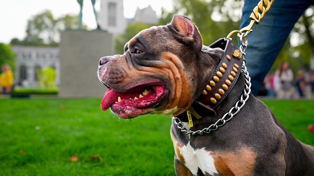 S4C - Y Byd ar Bedwar, Cyfres 2023/24, Banio'r Bullies?