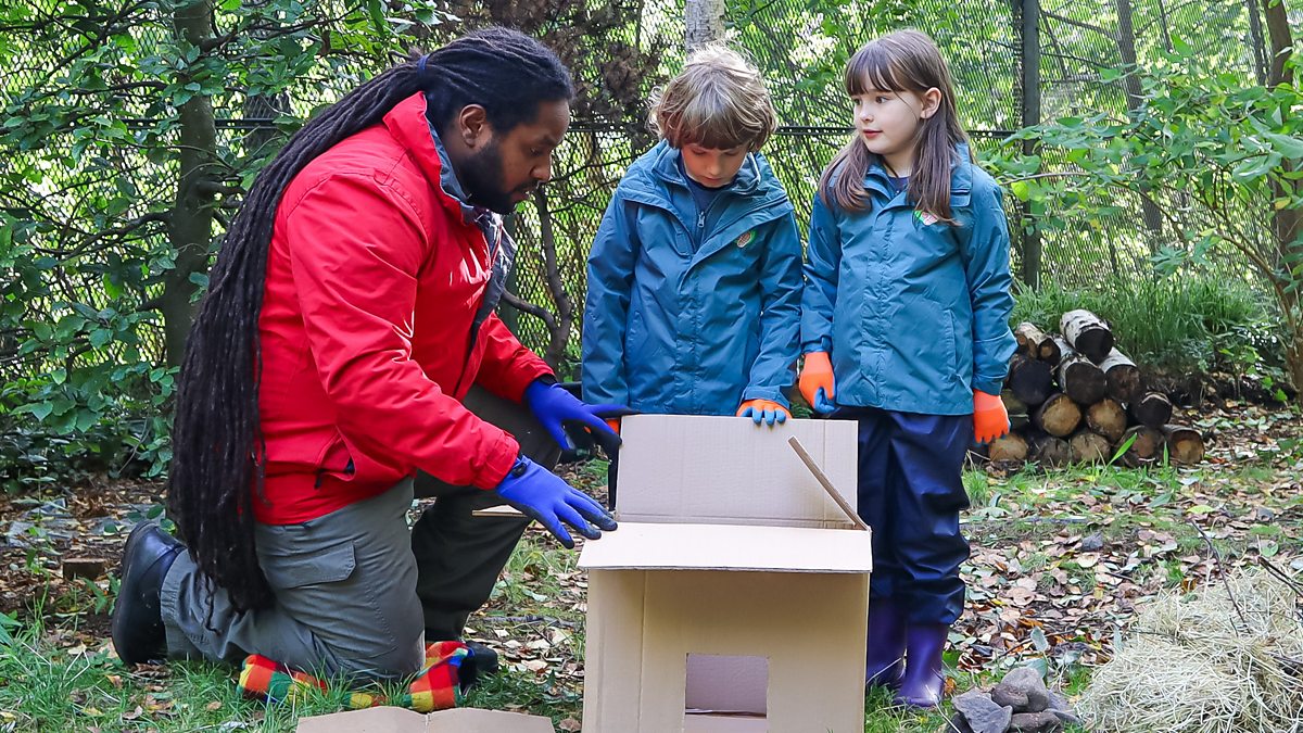 Ranger Hamzas Eco Quest - Minis: 22. Beetle Bucket - BBC iPlayer