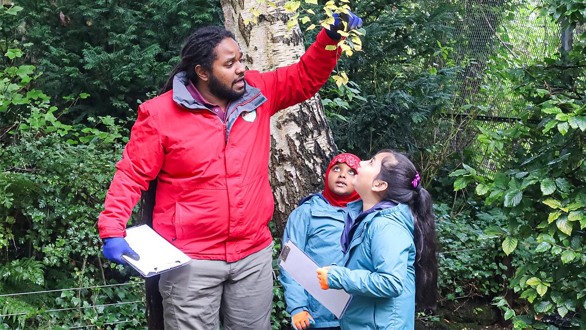 Ranger Hamzas Eco Quest - Minis: 23. Leaf Art - BBC iPlayer