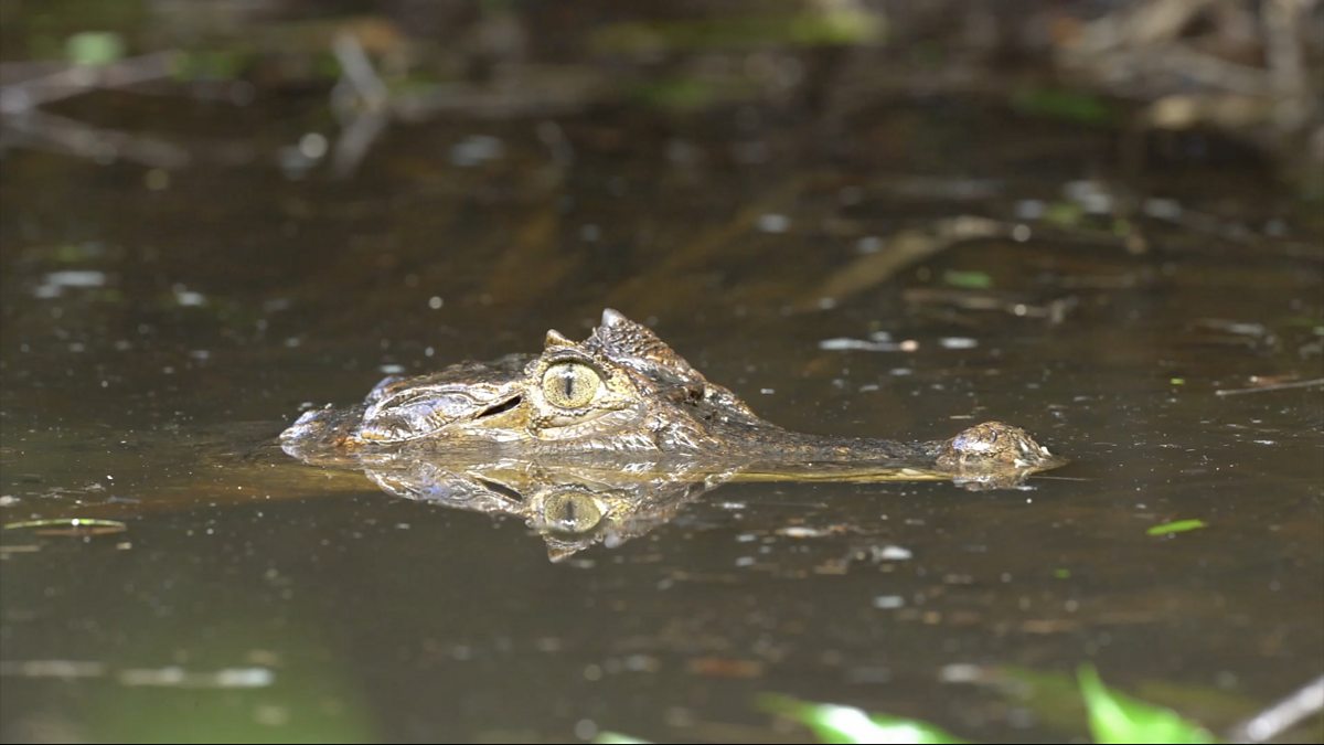 BBC One - Planet Earth III, Series 1, Freshwater, Making Planet Earth ...