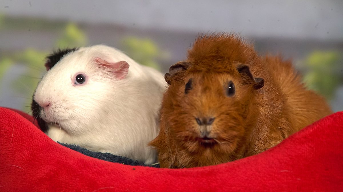 Olga da Polga - Series 2: 1. Olga Gets a Roommate - BBC iPlayer