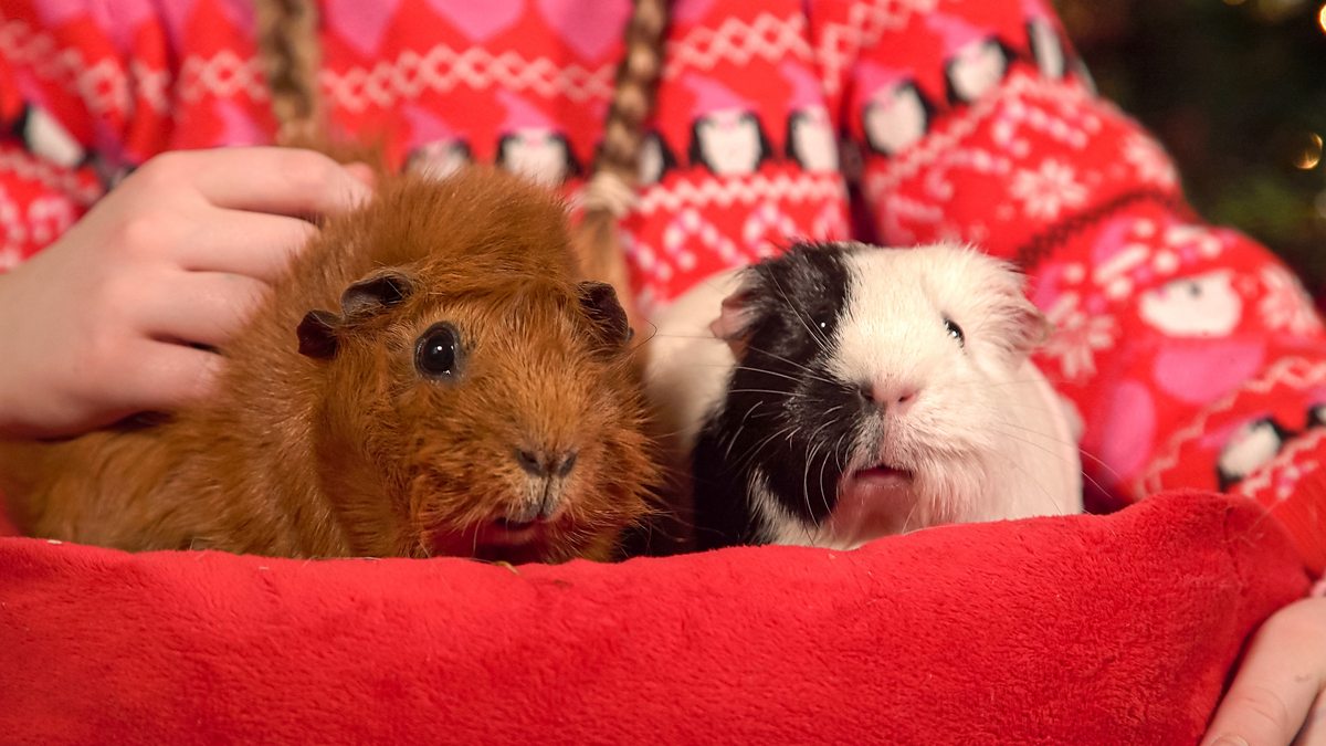 Olga da Polga - Series 2: 5. Merry Christmas Olga - BBC iPlayer