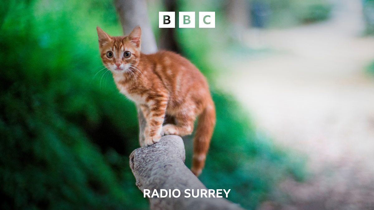 BBC Radio Surrey - BBC Radio Surrey, Cat attacks in Surbiton