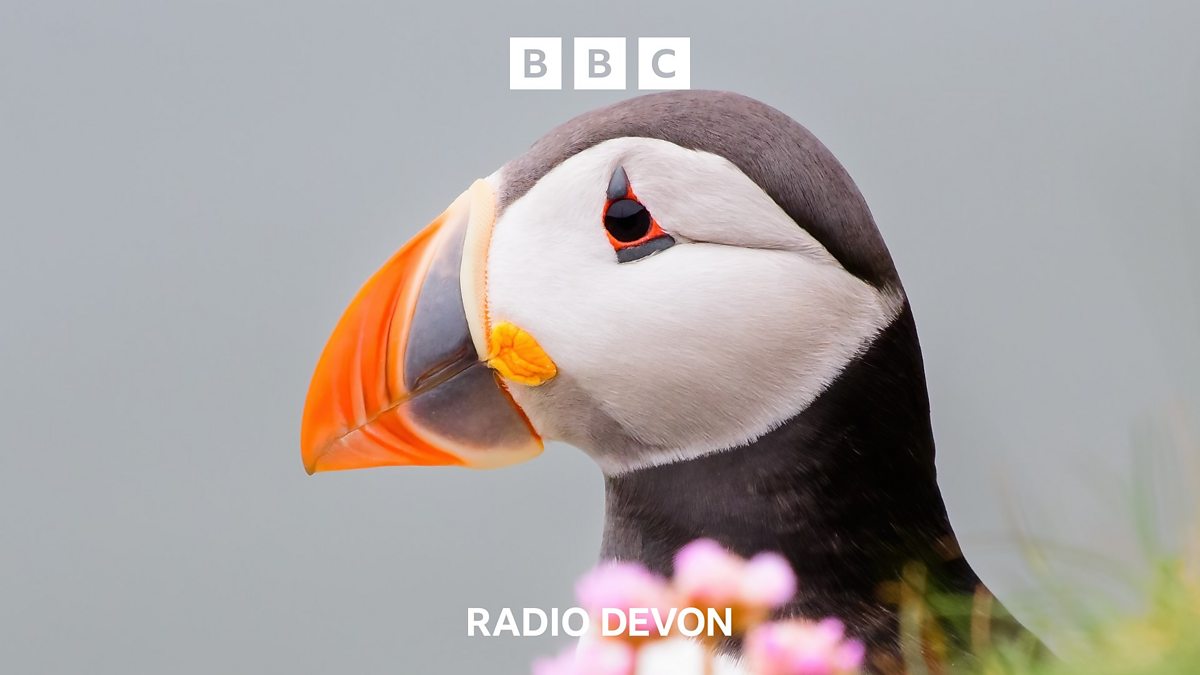 BBC Radio Devon - BBC Radio Devon, Why Lundy Island's puffins have made ...