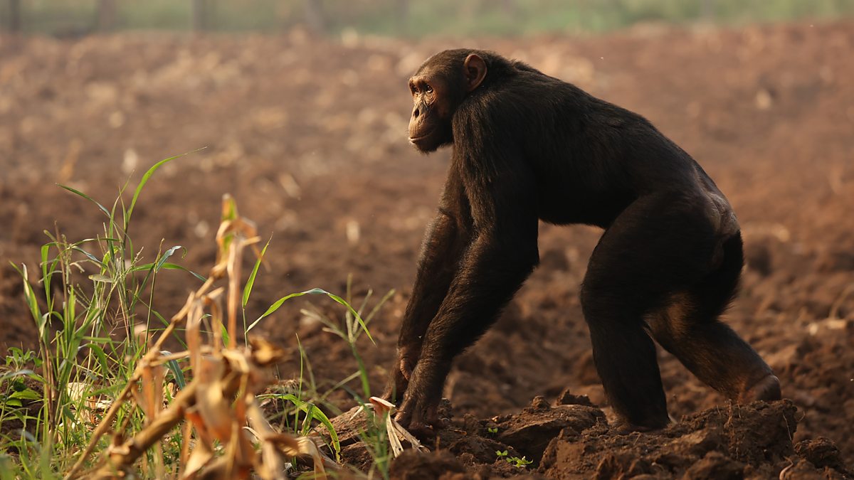 BBC One - Planet Earth III - Q & A on filming chimpanzees living near ...