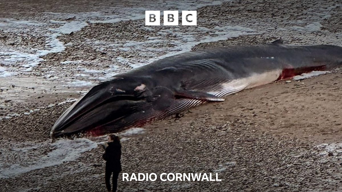 BBC Radio Cornwall - BBC Radio Cornwall, How a fin whale washed up on a ...