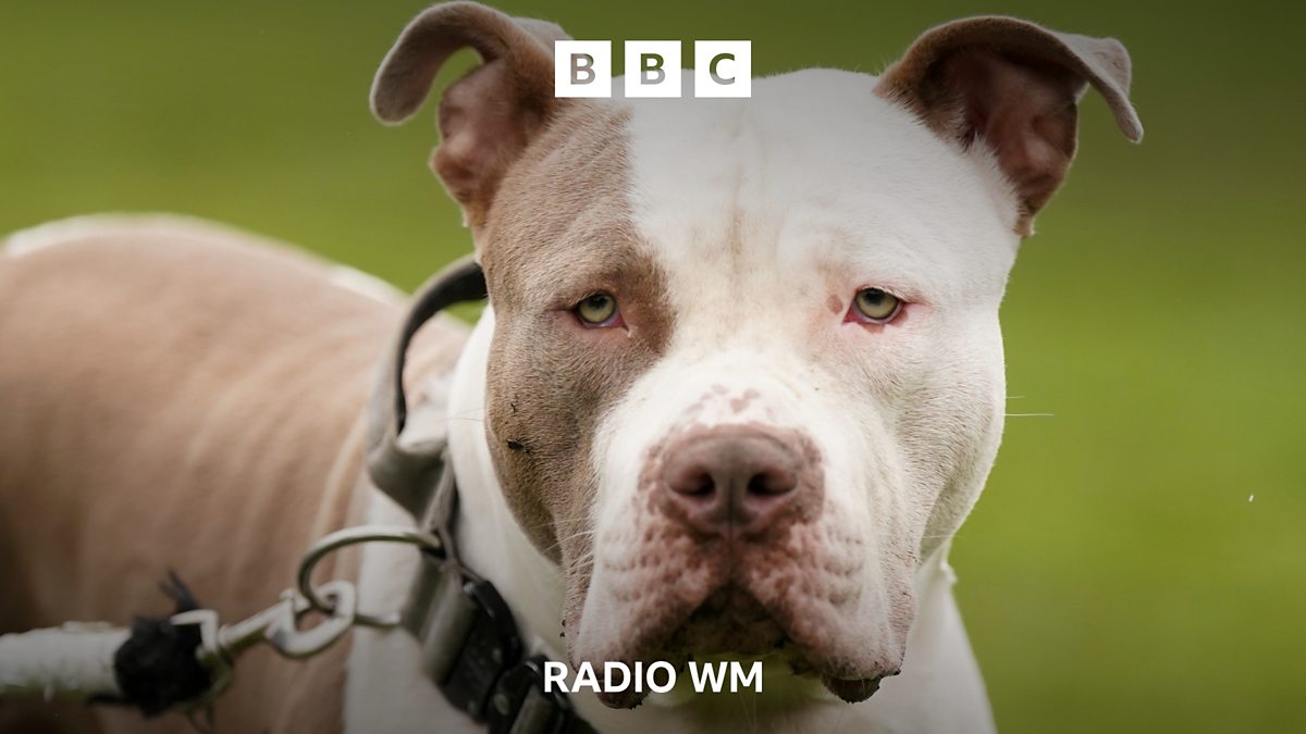 BBC Radio WM - BBC Radio WM, American XL Bully support sessions in Moseley