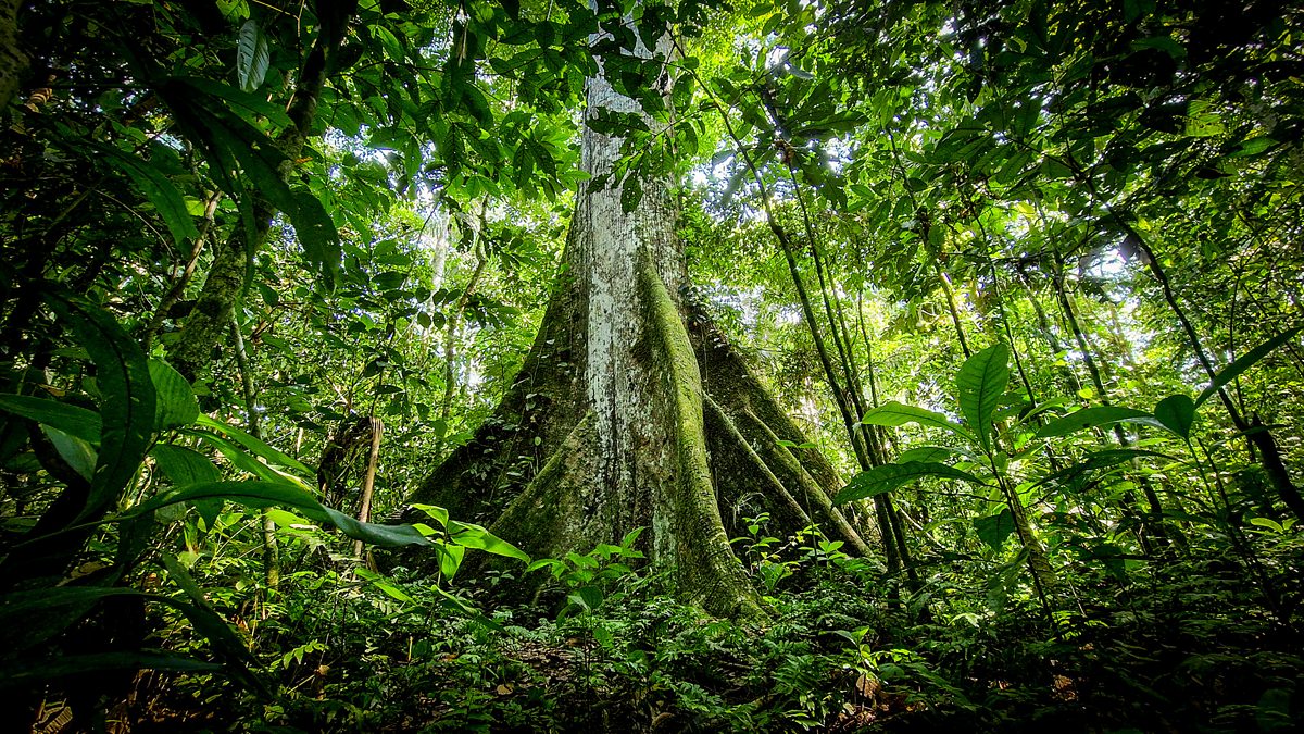 BBC One - Planet Earth III - Filming the fall of a forest giant