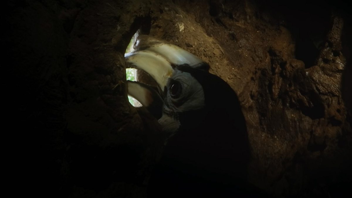 BBC One - Planet Earth III, Series 1, Forests, Nesting in a forest fortress