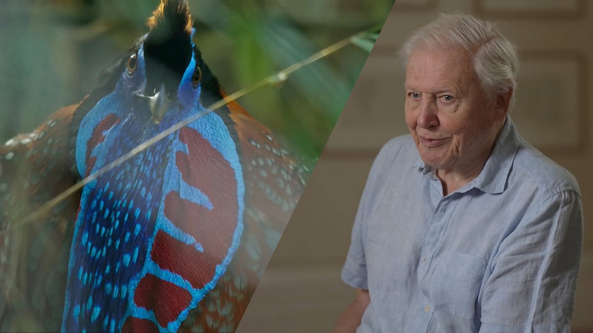 BBC One - Planet Earth III, Series 1, Forests, Sir David Attenborough ...