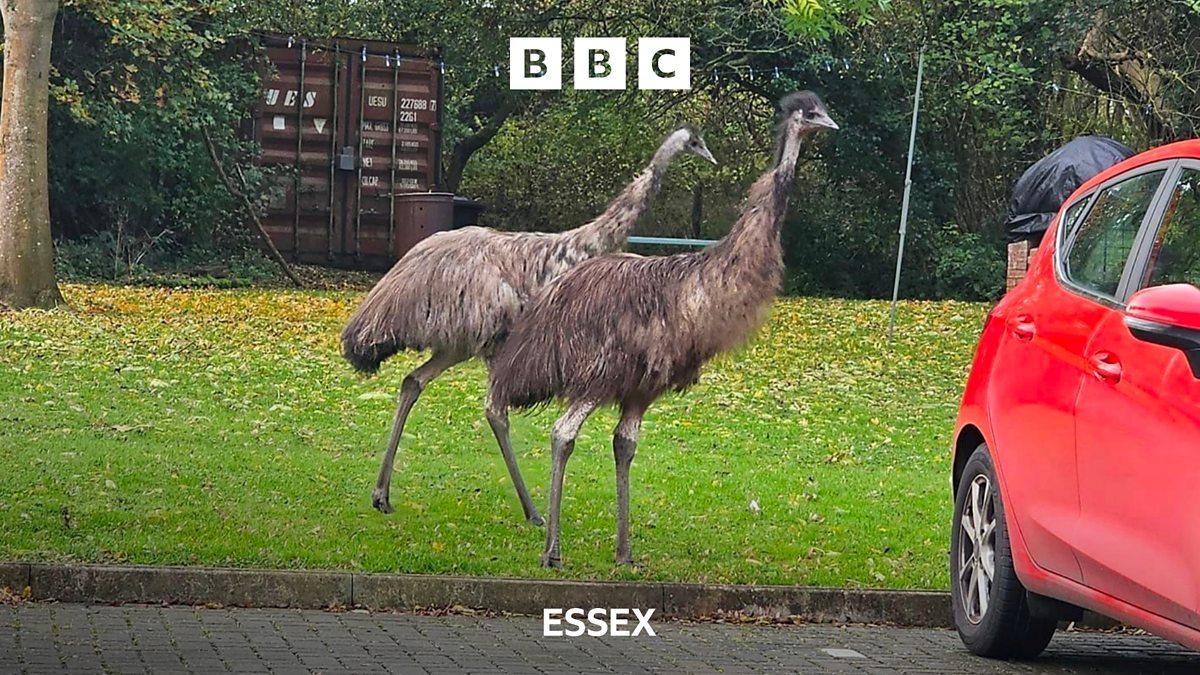 BBC Essex - BBC Essex, Lost emus found near Maldon