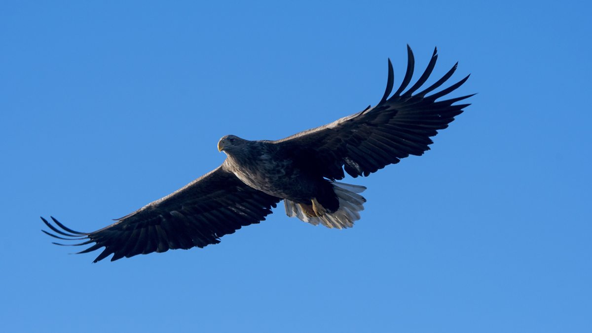 BBC World Service - Fifth Floor, Eagles helping locate Israel's dead