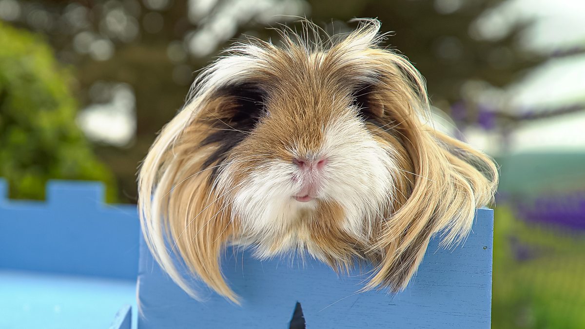 Olga da Polga - Series 2: 6. Olga’s Holiday - BBC iPlayer