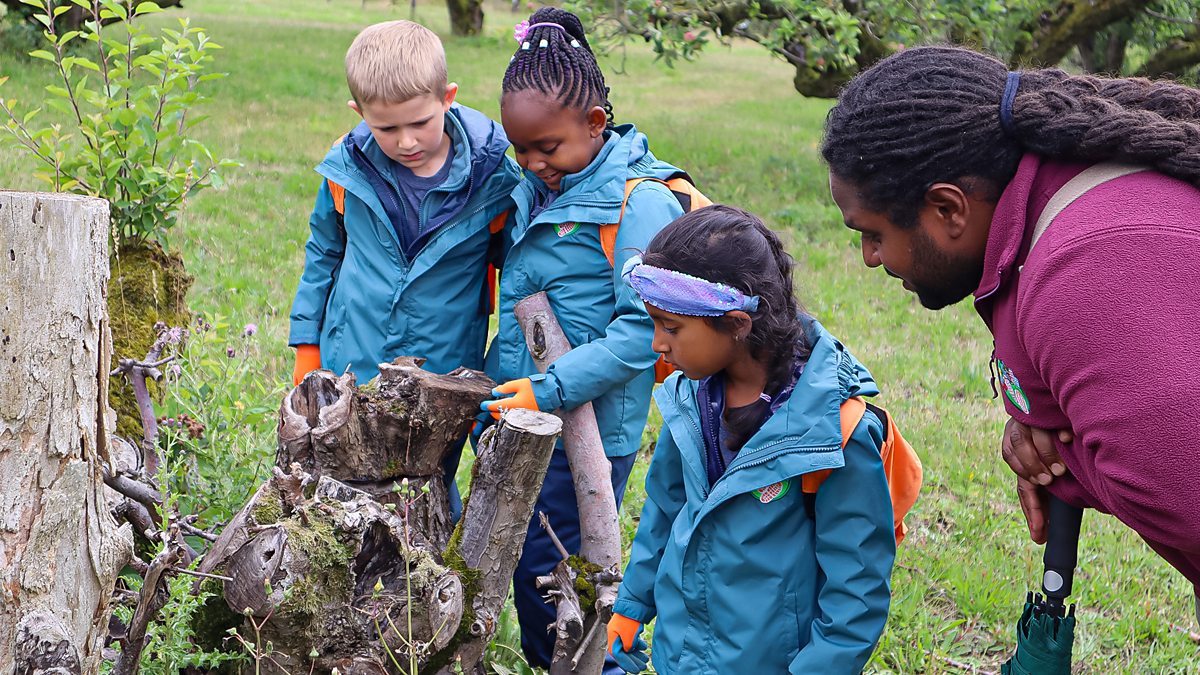 Ranger Hamzas Eco Quest - Series 2: 7. Orchards - BBC iPlayer