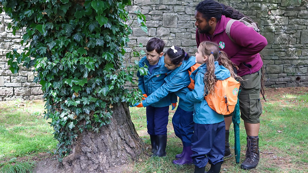 Ranger Hamzas Eco Quest - Series 2: 10. Ivy - BBC iPlayer