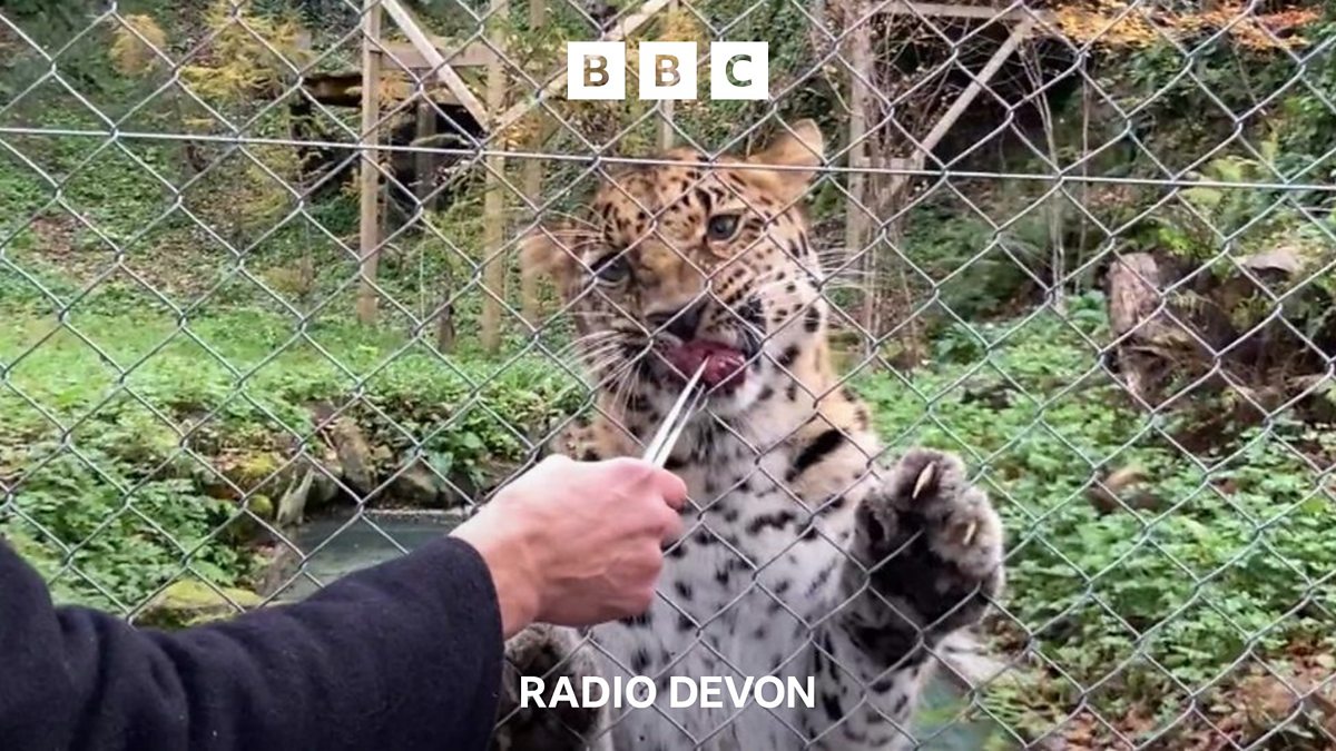 BBC Radio Devon - BBC Radio Devon, Where you can see 'world's rarest ...