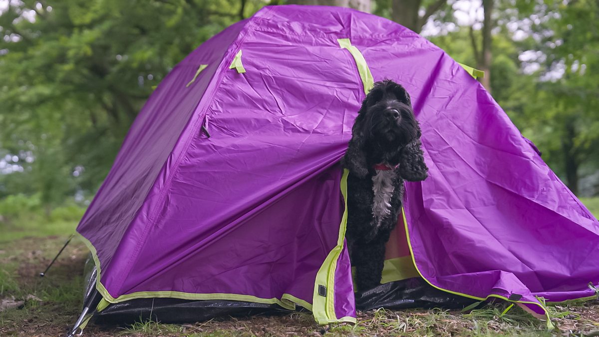 Dog Squad - Series 2: 19. Mission: Camping Adventure - BBC iPlayer