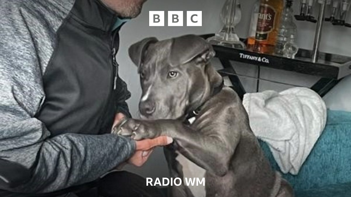 BBC Radio WM - BBC Radio WM, Shirley man's support dog missing