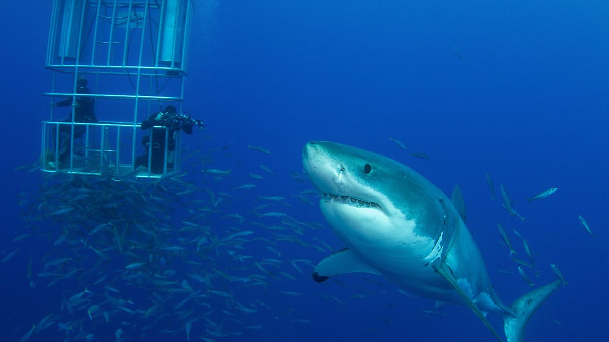 BBC World Service - Discovery, Tooth and Claw: Great White Sharks