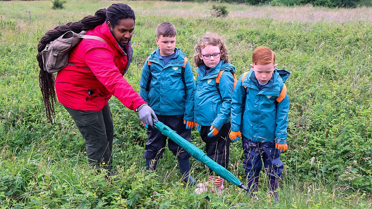 Ranger Hamzas Eco Quest - Series 2: 12. Butterflies and Moths - BBC iPlayer