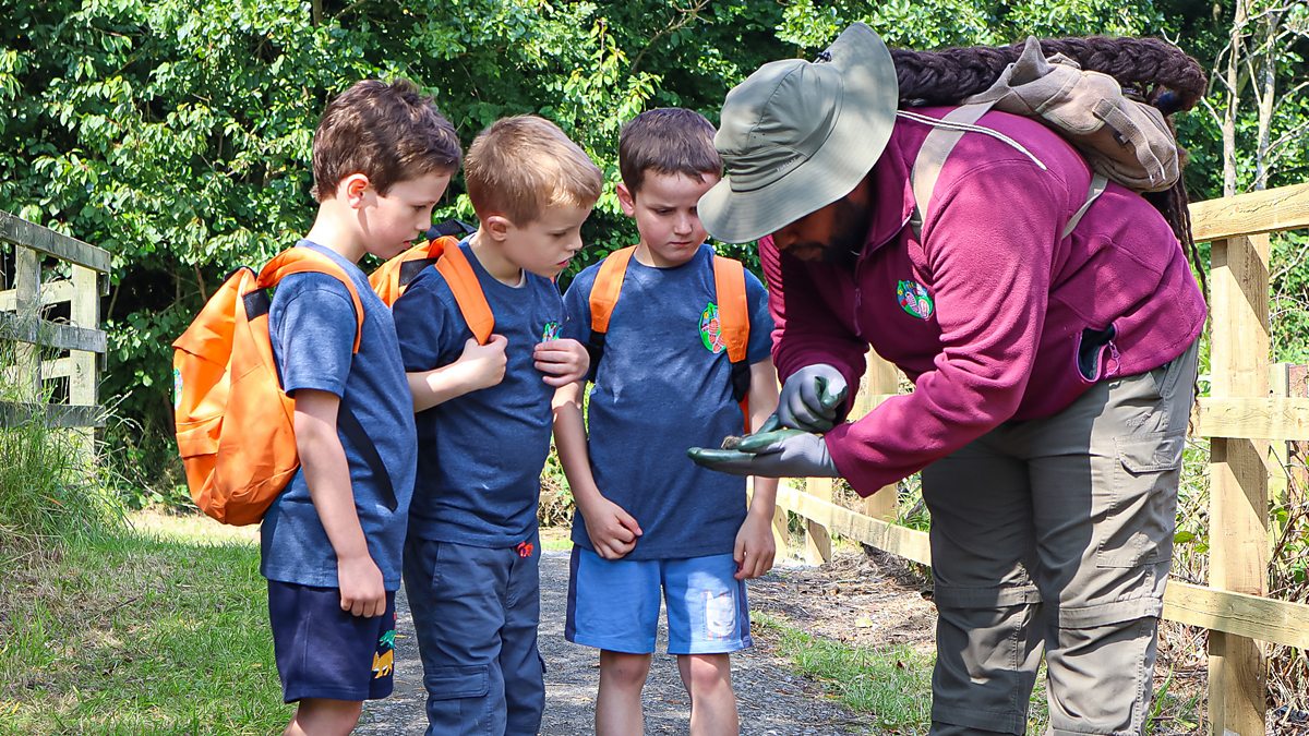 Ranger Hamzas Eco Quest - Series 2: 15. Owls - BBC iPlayer