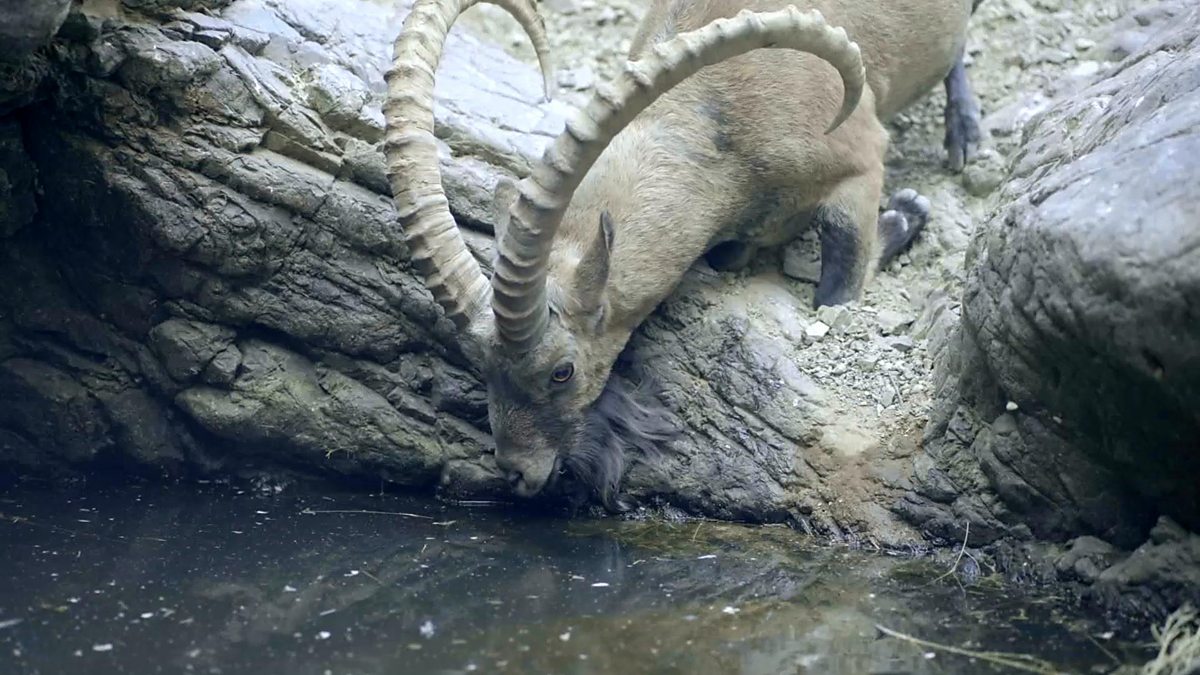 BBC One - Planet Earth III, Series 1, Extremes, Web exclusive: He saw ...