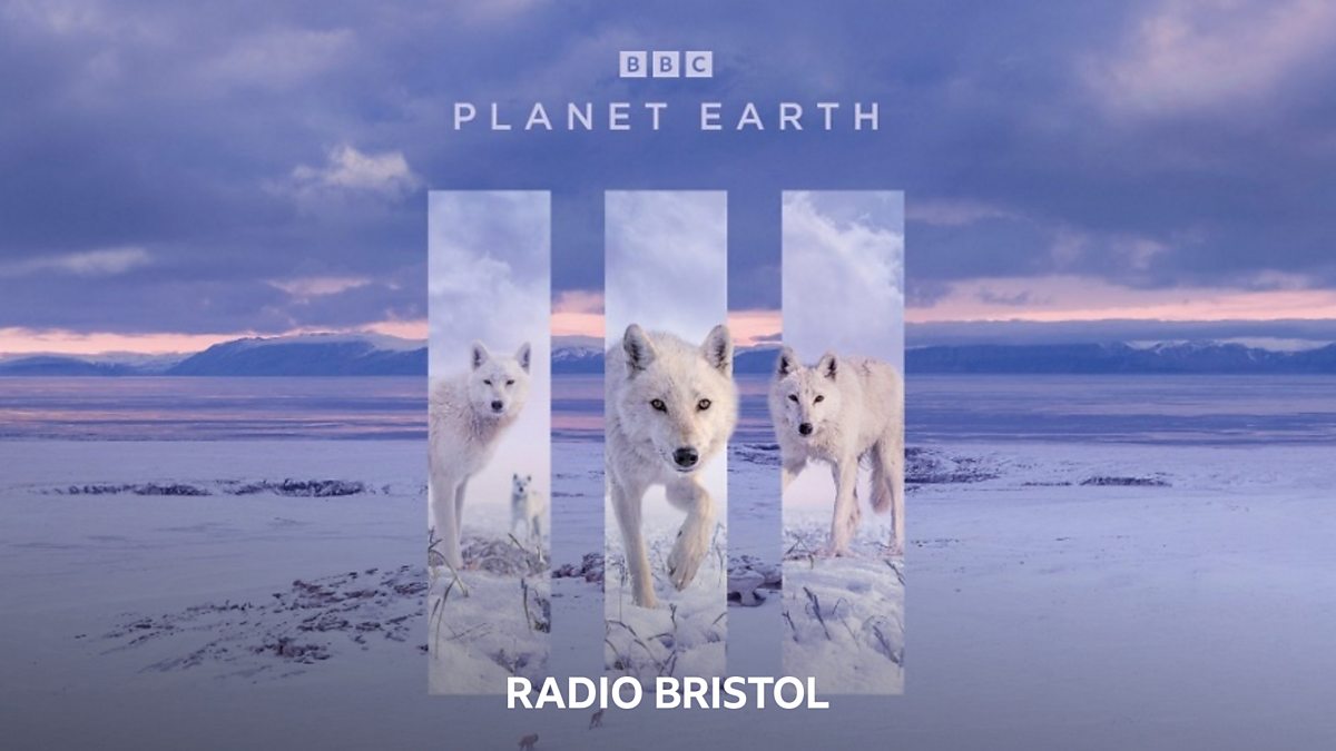 BBC Radio Bristol - BBC Radio Bristol, “Surrounded by wolves” Bristol ...
