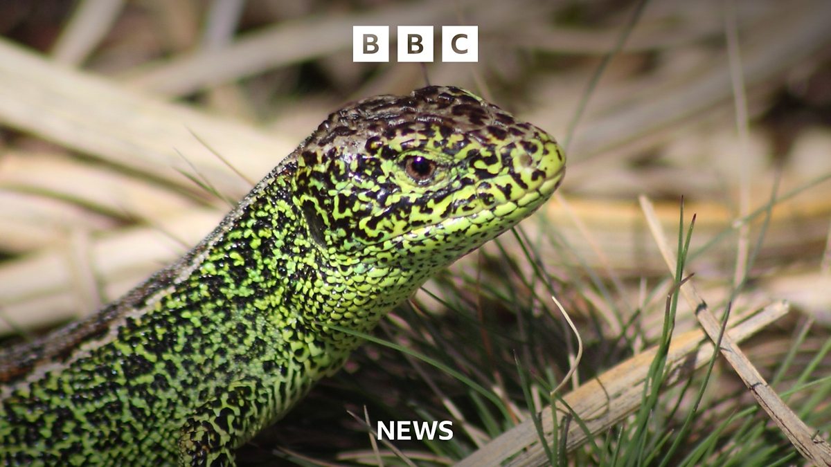 BBC Radio Solent - BBC Radio Solent, Newsbite: Saving the sand lizard ...