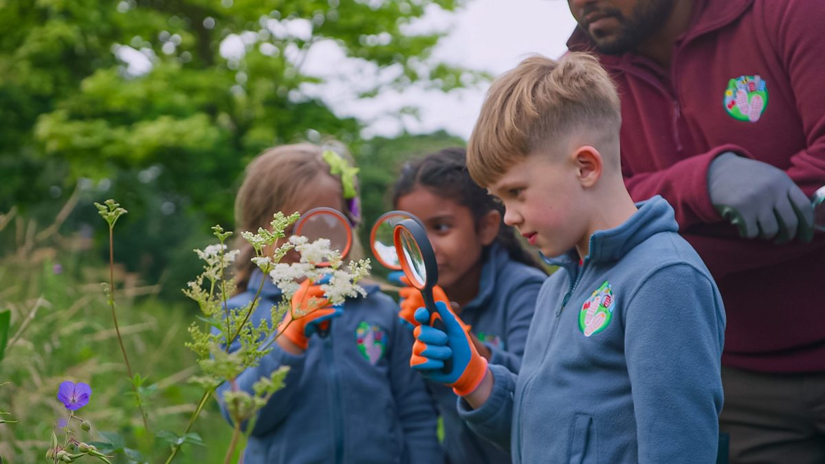 Ranger Hamzas Eco Quest - Series 2: 19. Wild Flower Meadow - BBC iPlayer