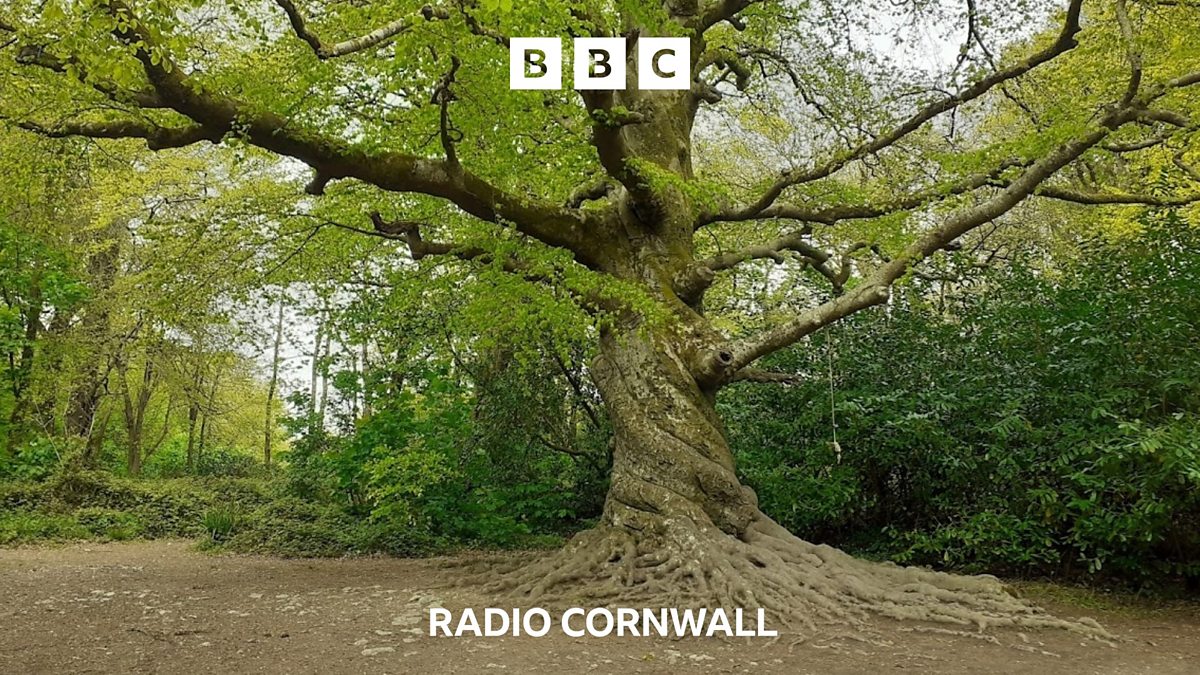BBC Radio Cornwall - BBC Radio Cornwall, "Wood" you believe it ...