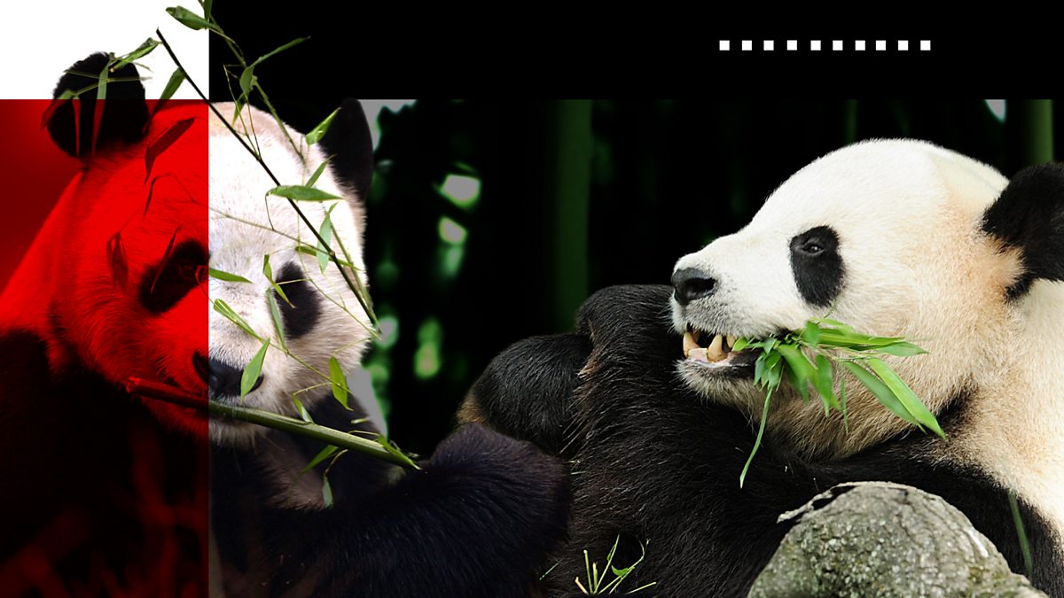 The List - 10 Ups & Downs of the Panda Pair - BBC iPlayer