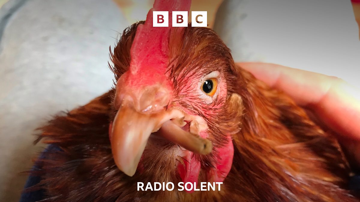 BBC Radio Solent - BBC Radio Solent, Meet "Wonka" the wonky chicken