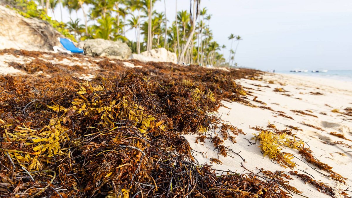 BBC World Service - Newsday, COP28: Should Sargassum be part of loss ...