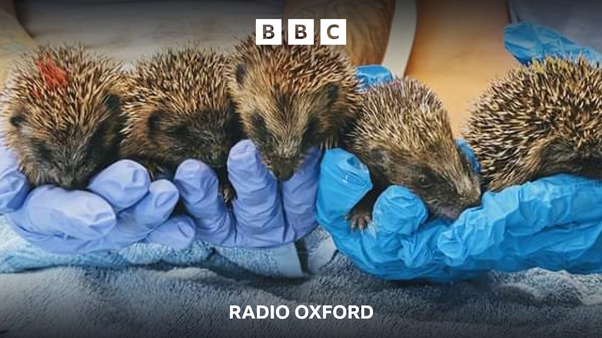 BBC Radio Oxford - Adam Ball, Behind the scenes at Oxfordshire Wildlife ...