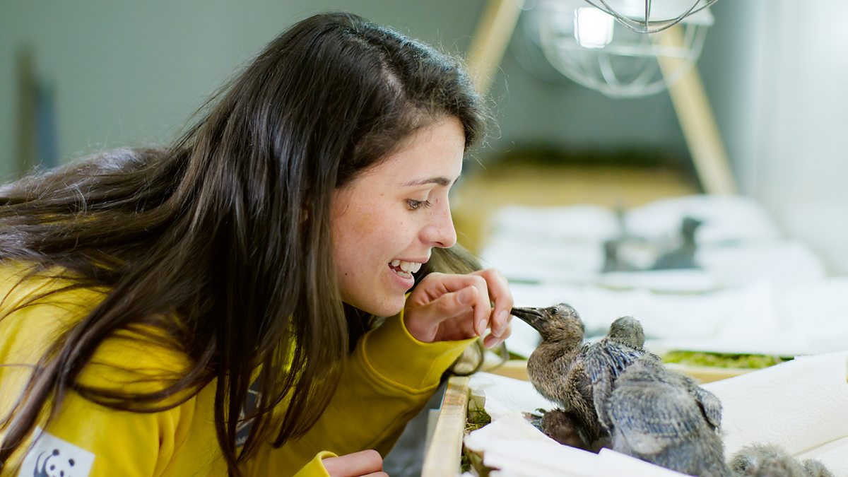 BBC One - Planet Earth III, Series 1, Heroes, How to be a foster mother for one of the rarest ...