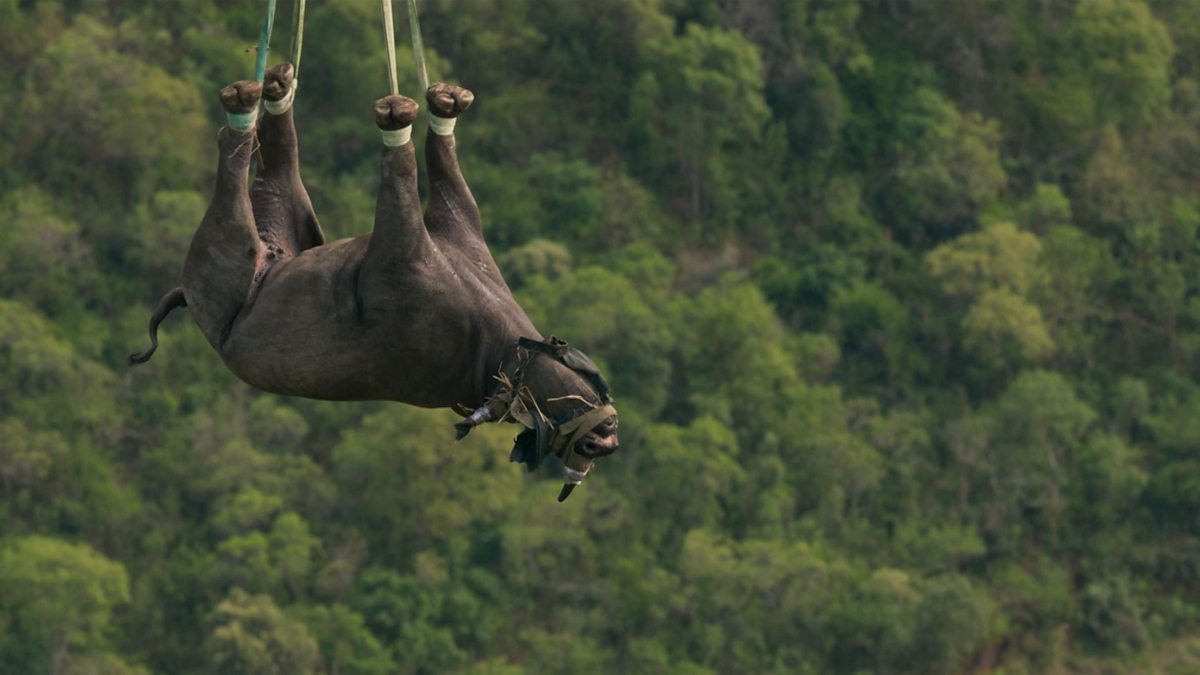 BBC One - Planet Earth III, Series 1, Heroes, Transporting a rhino by ...